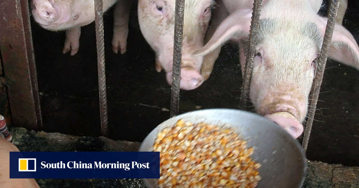 Why China’s pork producers can survive without US soybean imports ...