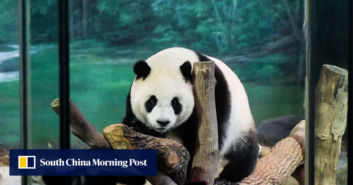 Is the giant panda worth saving? China’s big profits have the answer ...