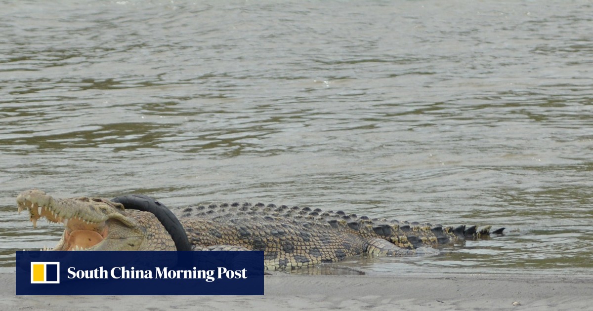 Deaths of Indonesia’s 300 crocodiles in mob rampage must not go ...