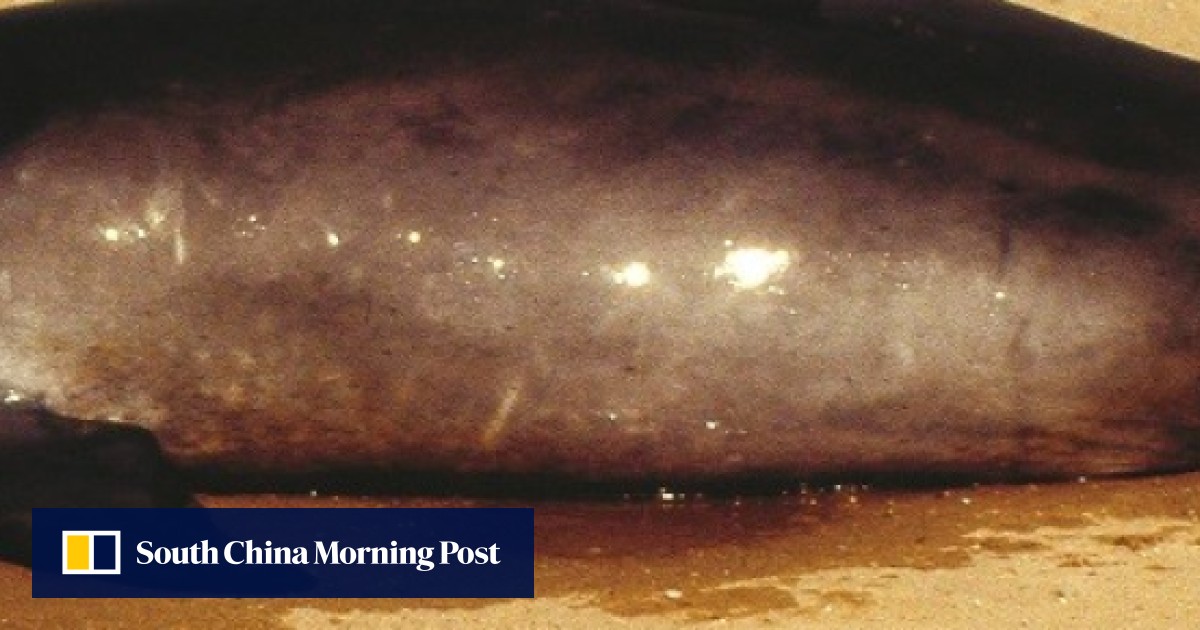 Chinese appetite for fish maw drives ‘panda of the sea’ to brink of ...