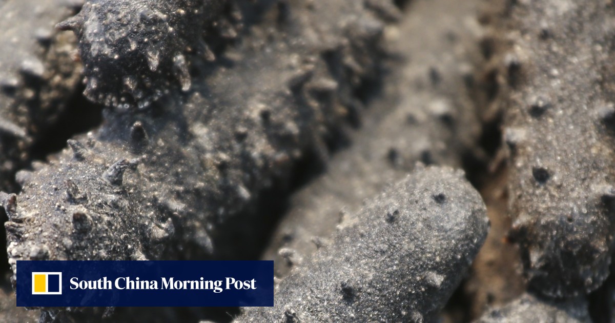 Fish bladders, bird saliva and a phallic seabed critter: would you eat ...