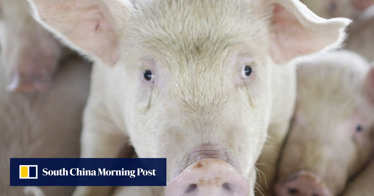 Swine fever outbreak prompts call to slaughter Hong Kong pigs ...
