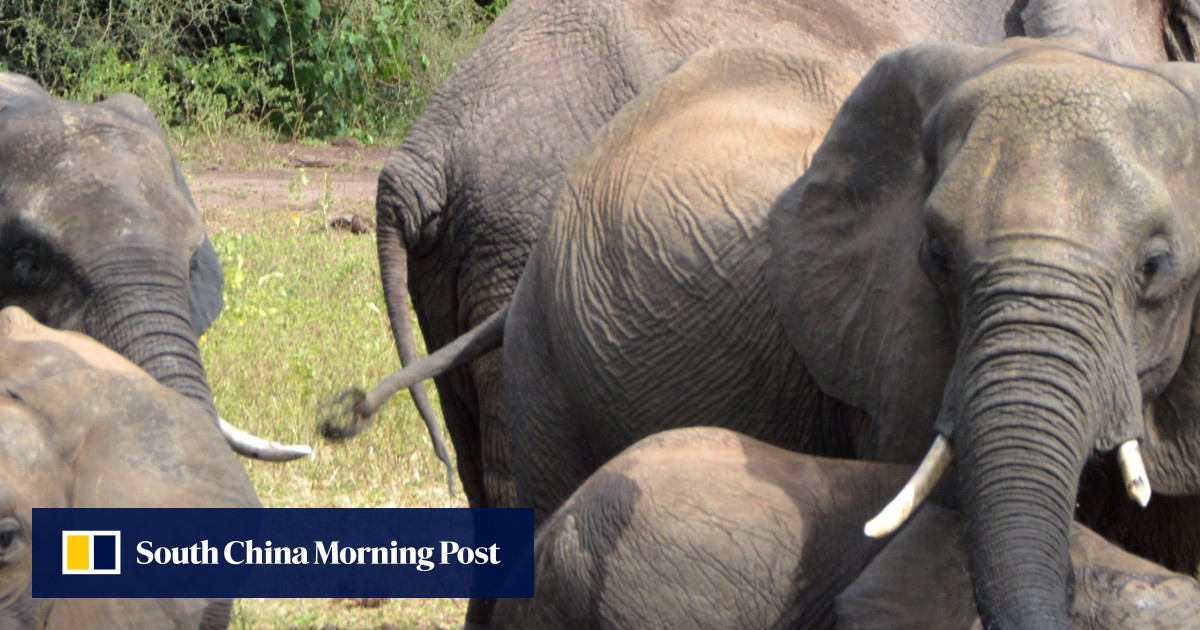 Mass poaching massacre: nearly 100 elephants slaughtered for ivory in ...