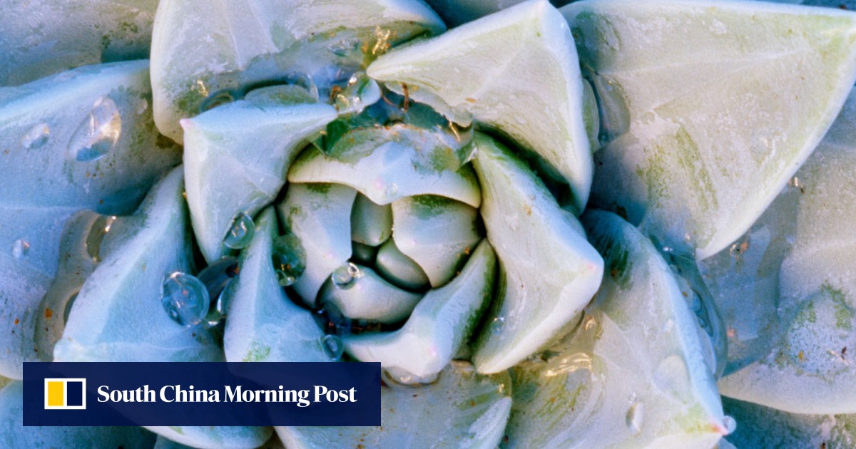 California’s succulent smugglers: plant poachers seed Asia’s desire for ...