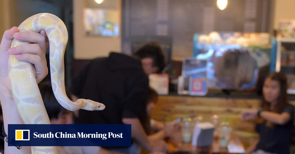 The women who love snake selfies: Cambodia reptile cafe is changing ...