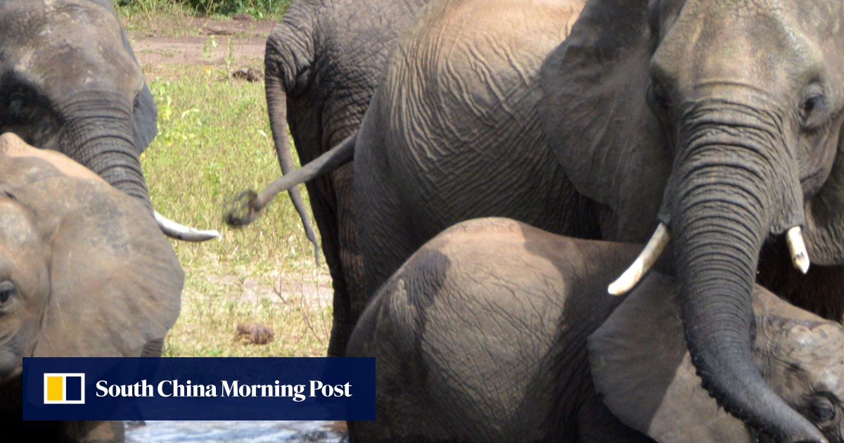 After elephant massacre, Botswana mulls end to hunting ban | South ...