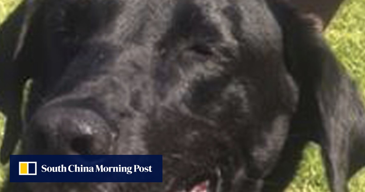 Lucy the Labrador is found alive – and US man Joshua Horner is freed ...