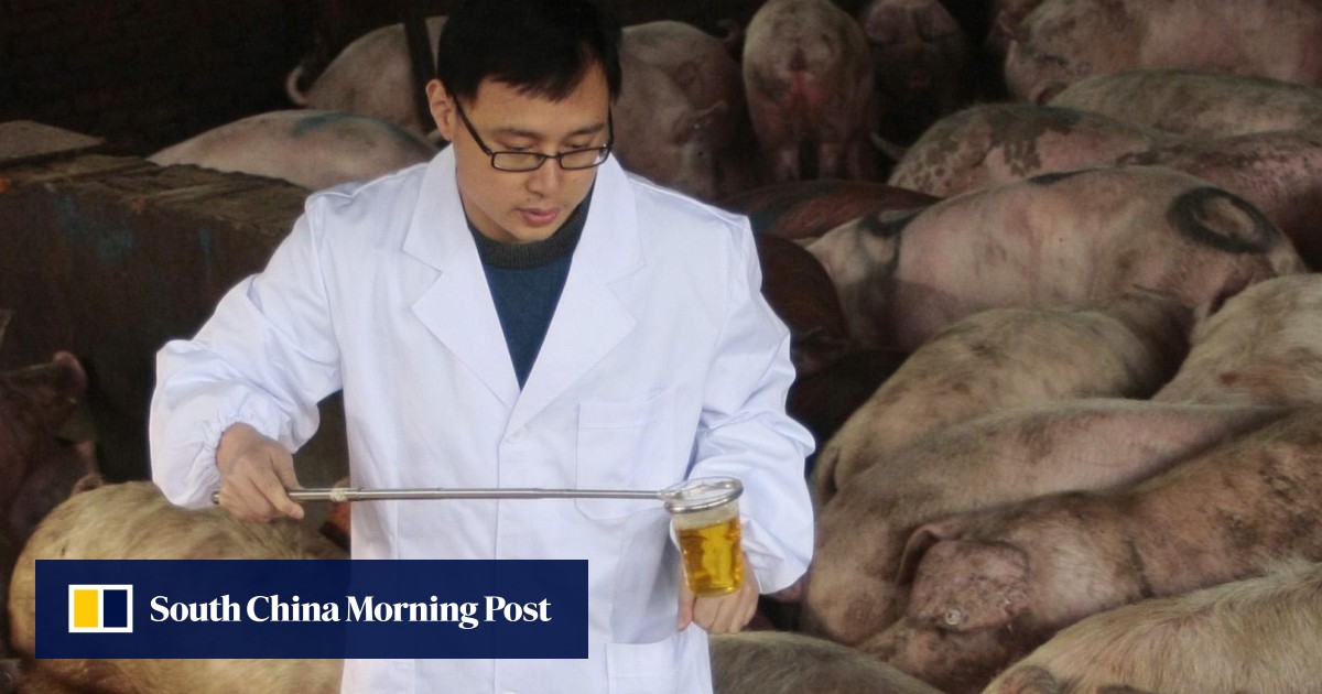 China’s US$128 billion pork industry is under threat by a deadly ...