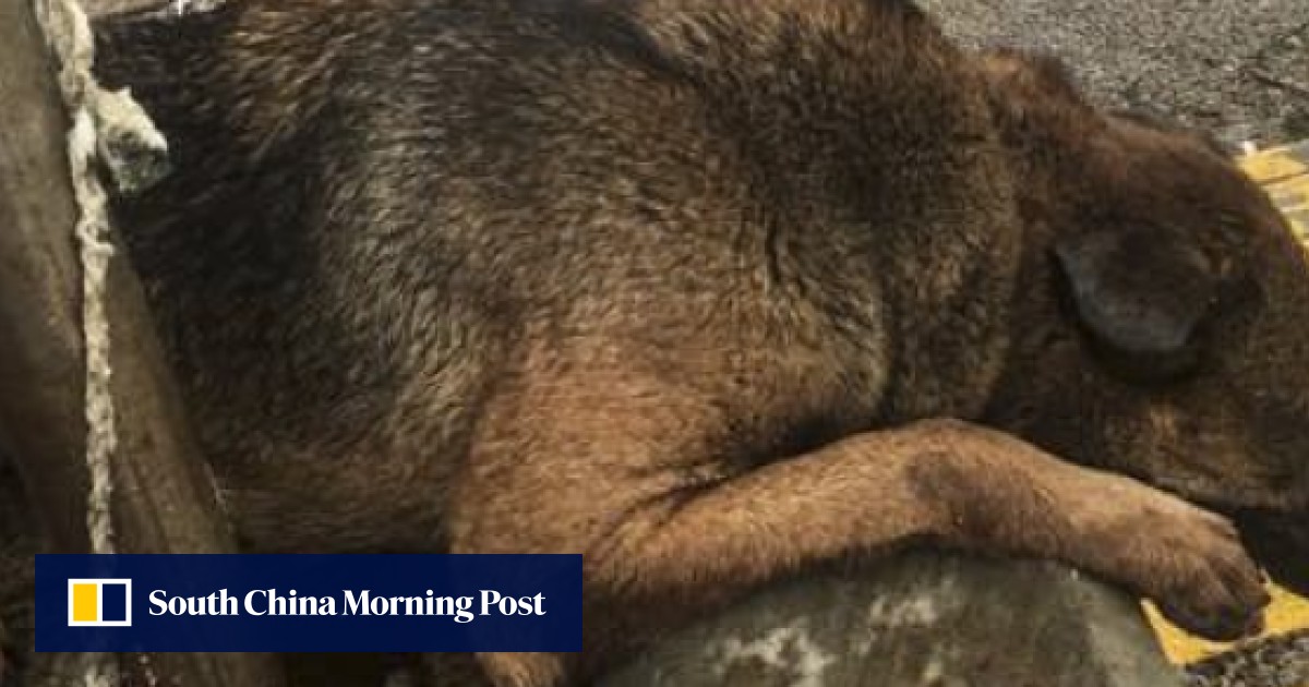 Abandoned dogs fall victim to Typhoon Mangkhut's power as animal ...