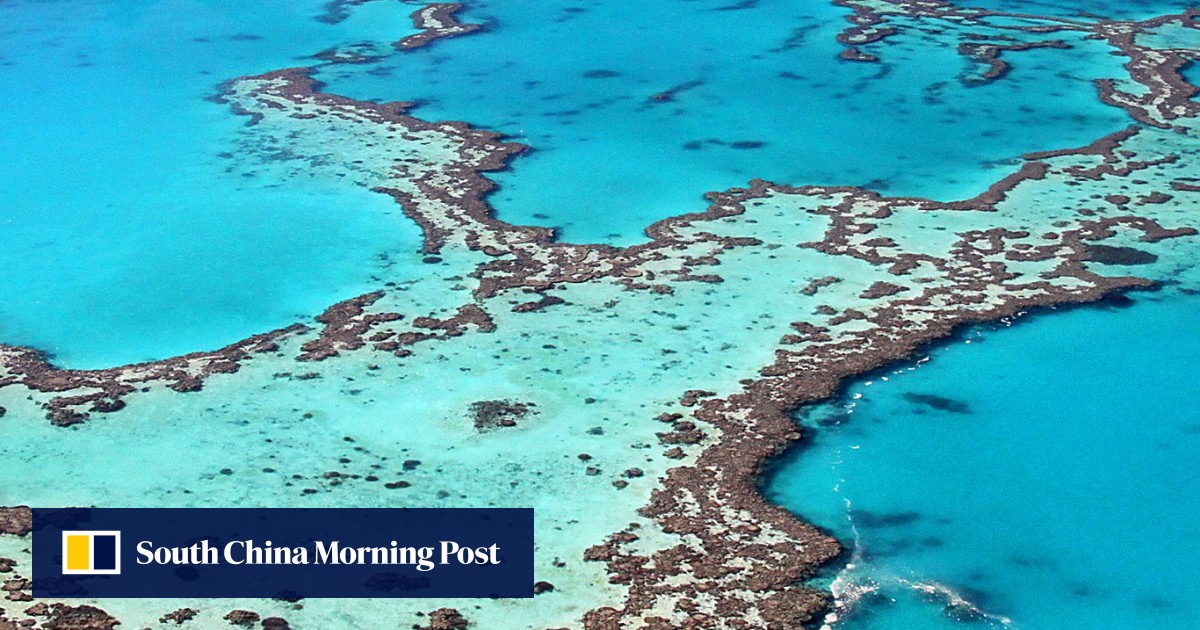 Shark attacks 12-year-old girl near Australia’s Great Barrier Reef ...