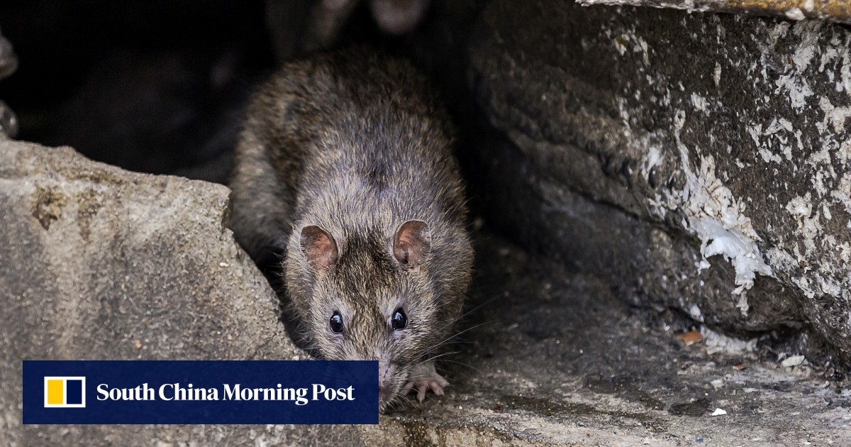 Hong Kong’s rat problem can be tackled with accurate data and ...