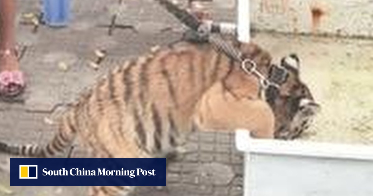 Chinese girl has pet tiger cub and takes it for walks on a leash ...