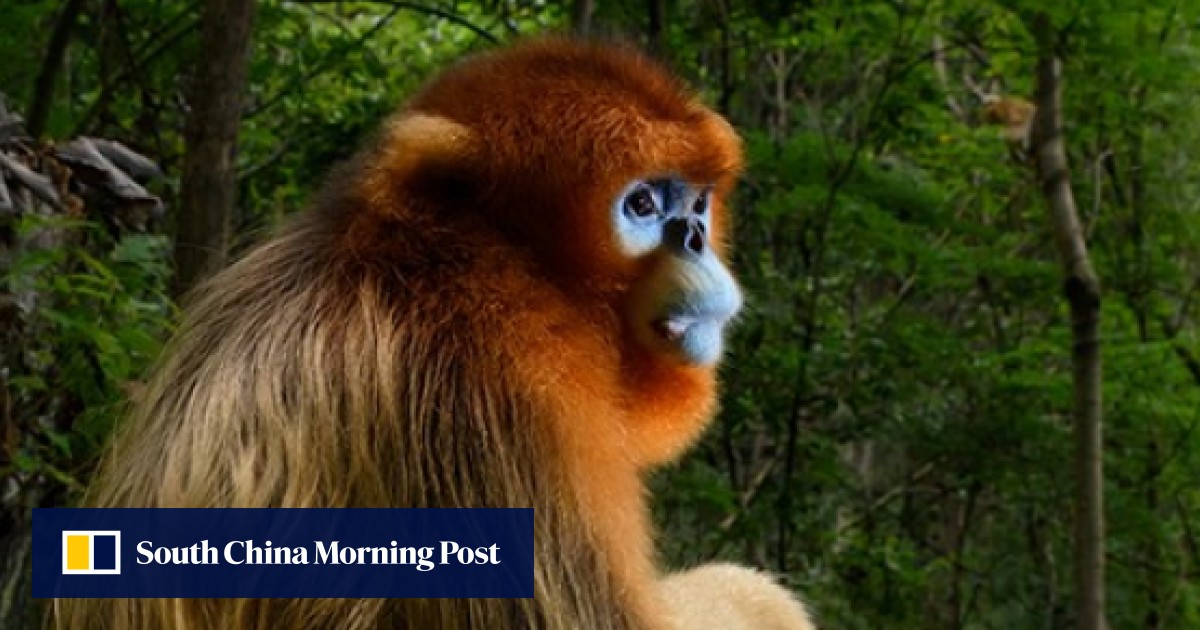This photo of rare monkeys in China won Dutchman Wildlife Photographer ...