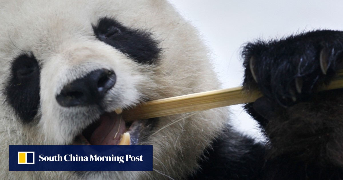 Panda patriarch Gao Gao returns to China from US, his breeding work ...