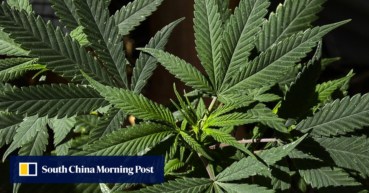 Thailand sets sights on becoming first Asian country to legalise medical marijuana | South China ...