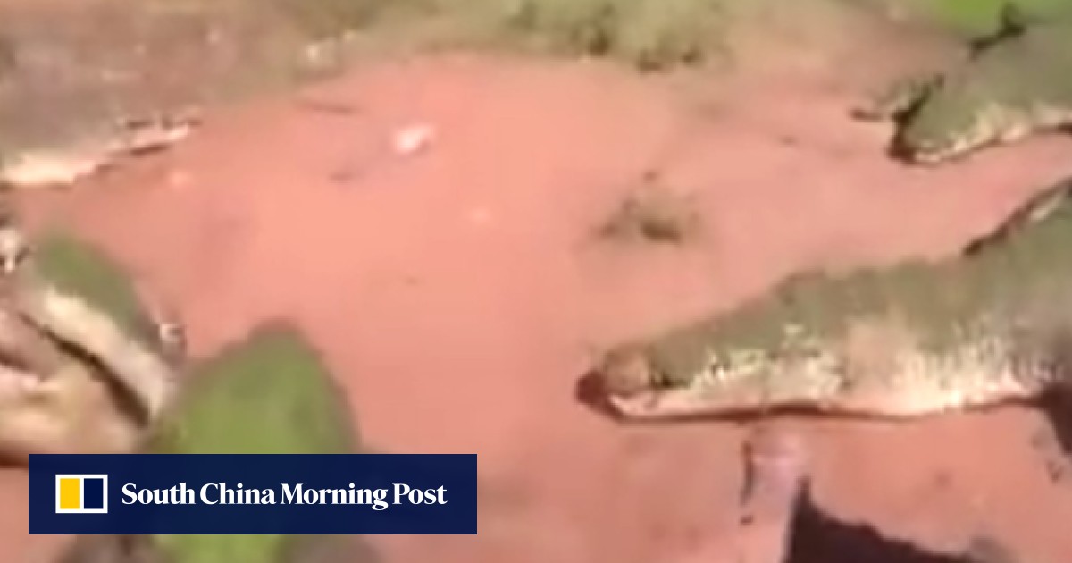 Chinese tourists throw rocks at monster croc in latest zoo cruelty ...