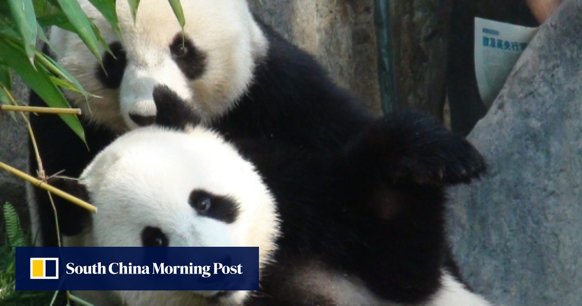 Hong Kong giant pandas Ying Ying and Le Le going from Ocean Park to ...