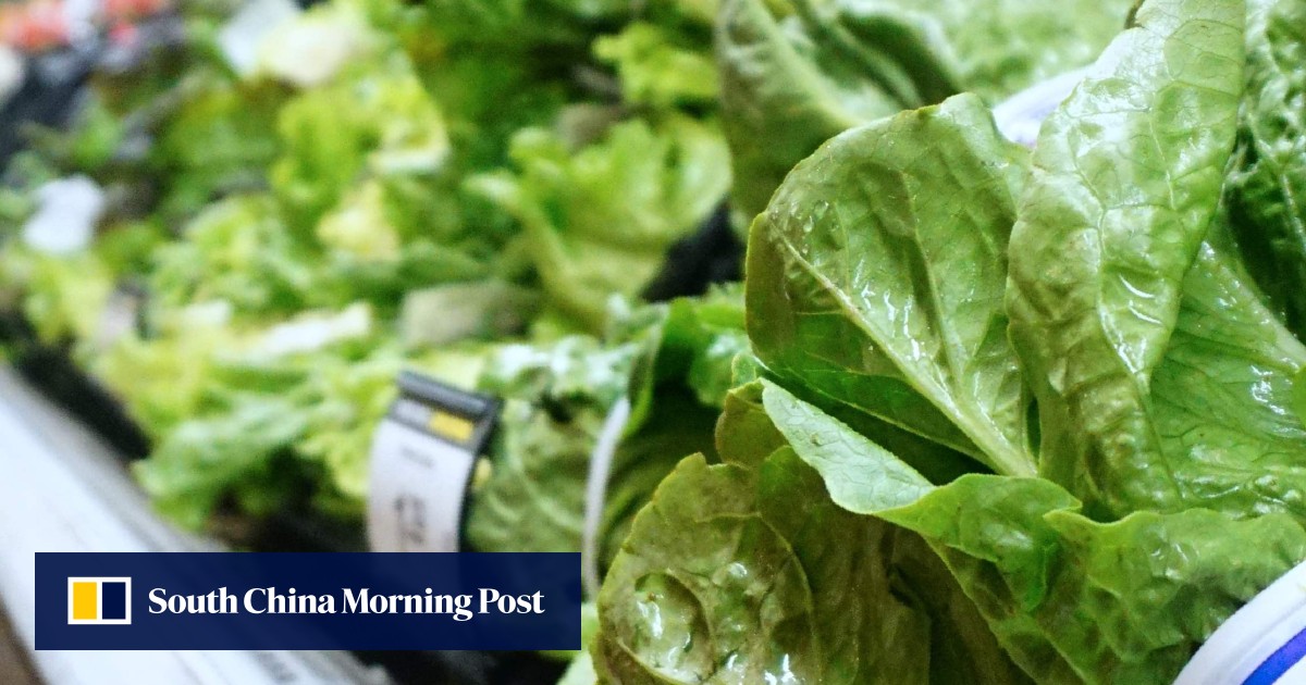 Romaine lettuce is unsafe in any form, from any source, US consumers ...