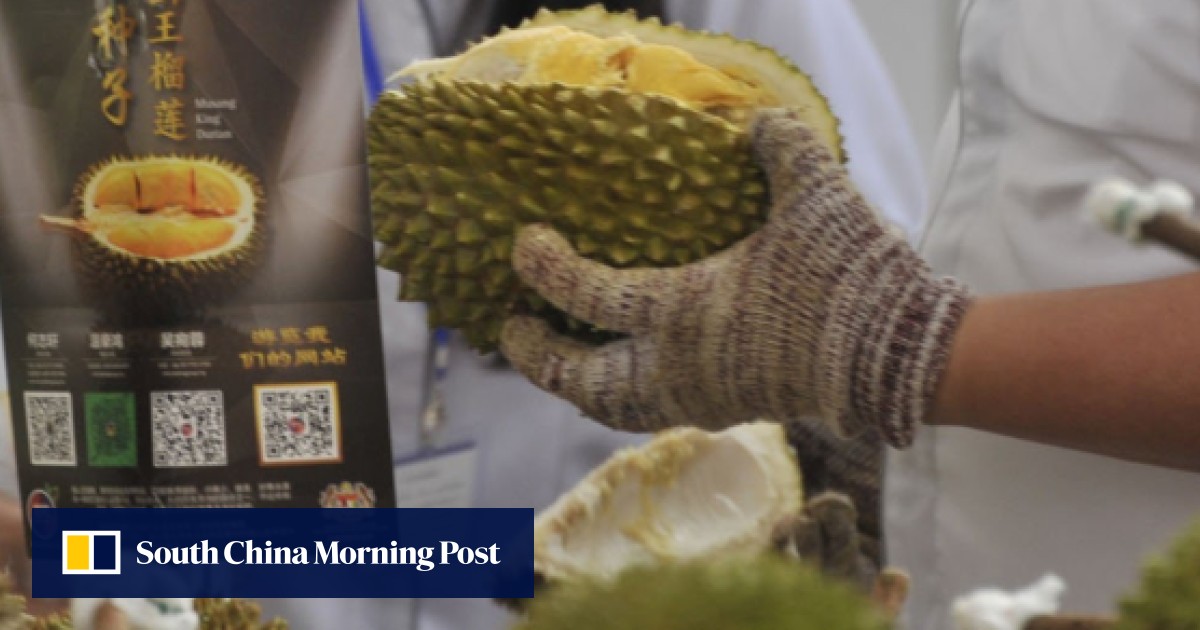 Malaysia bets big on durian as China goes bananas for world's smelliest ...