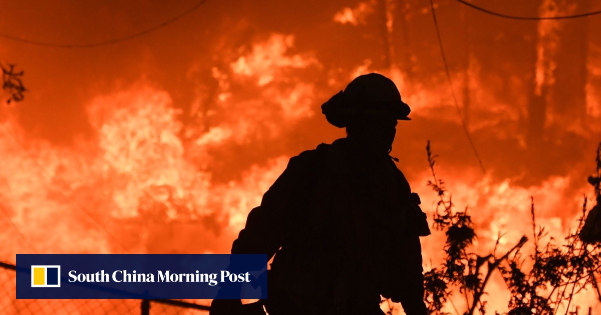 Aussie bodybuilder Calum von Moger rescues animals after almost losing ...