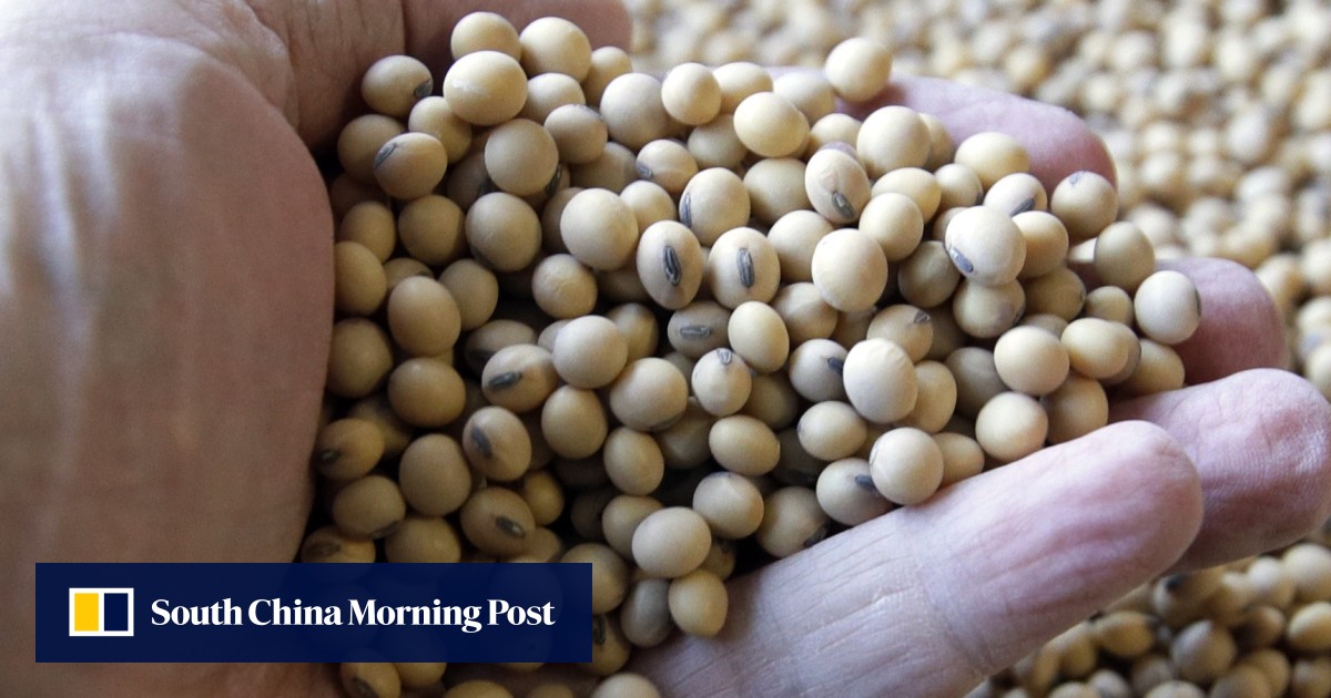 China ready to unveil details of first batch of US soybean purchases ...