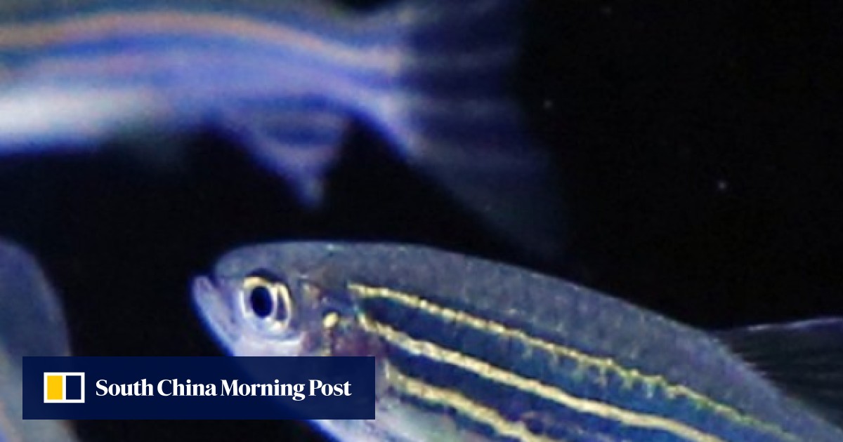 Fish kept at Hong Kong university could hold key to finding cure for ...