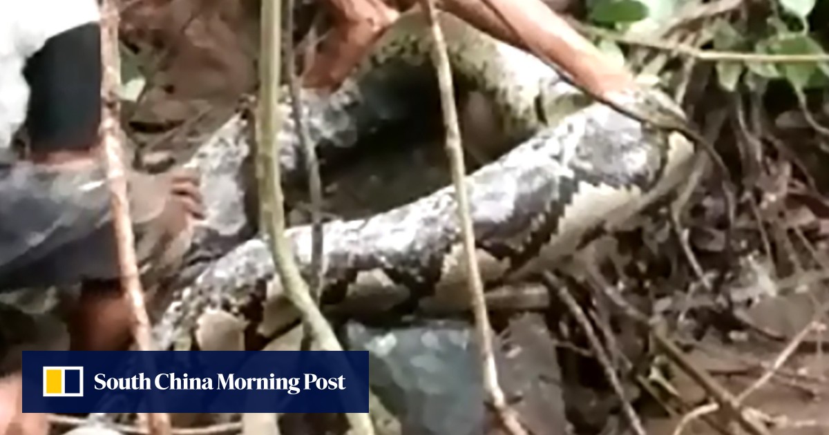Viral video shows Indonesian villagers wrestling eight-metre-long giant ...