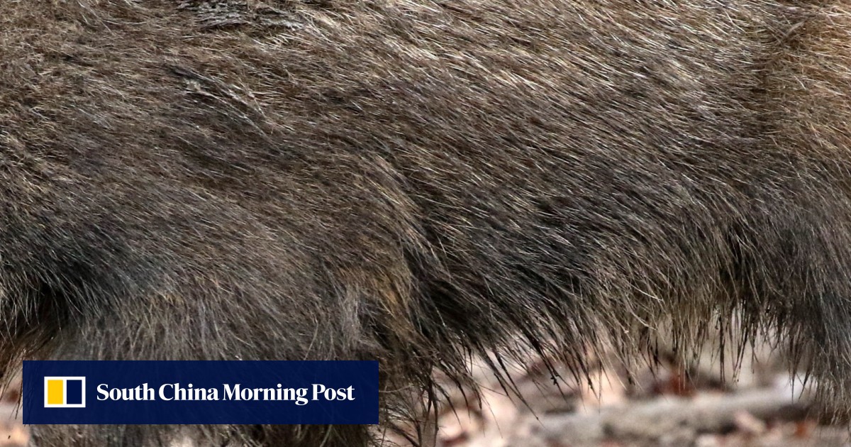 The whole hog: How a Japanese housewife is cashing in on the country’s ...