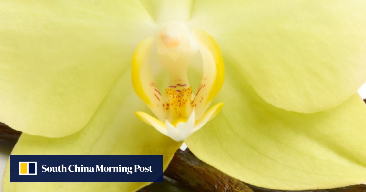 11 of the most insanely expensive ingredients in the world | South ...