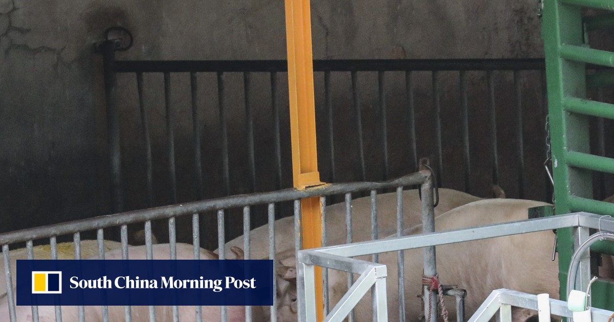 Letter | African swine fever scare should make Hong Kong reform ...