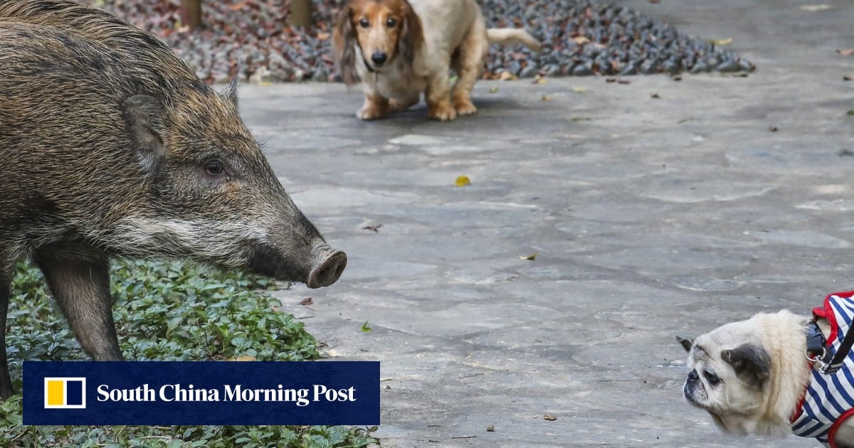 Wild boars in Hong Kong: are they dangerous, why are there more of them ... Wild boars in Hong Kong: are they dangerous, why are there more of them ...