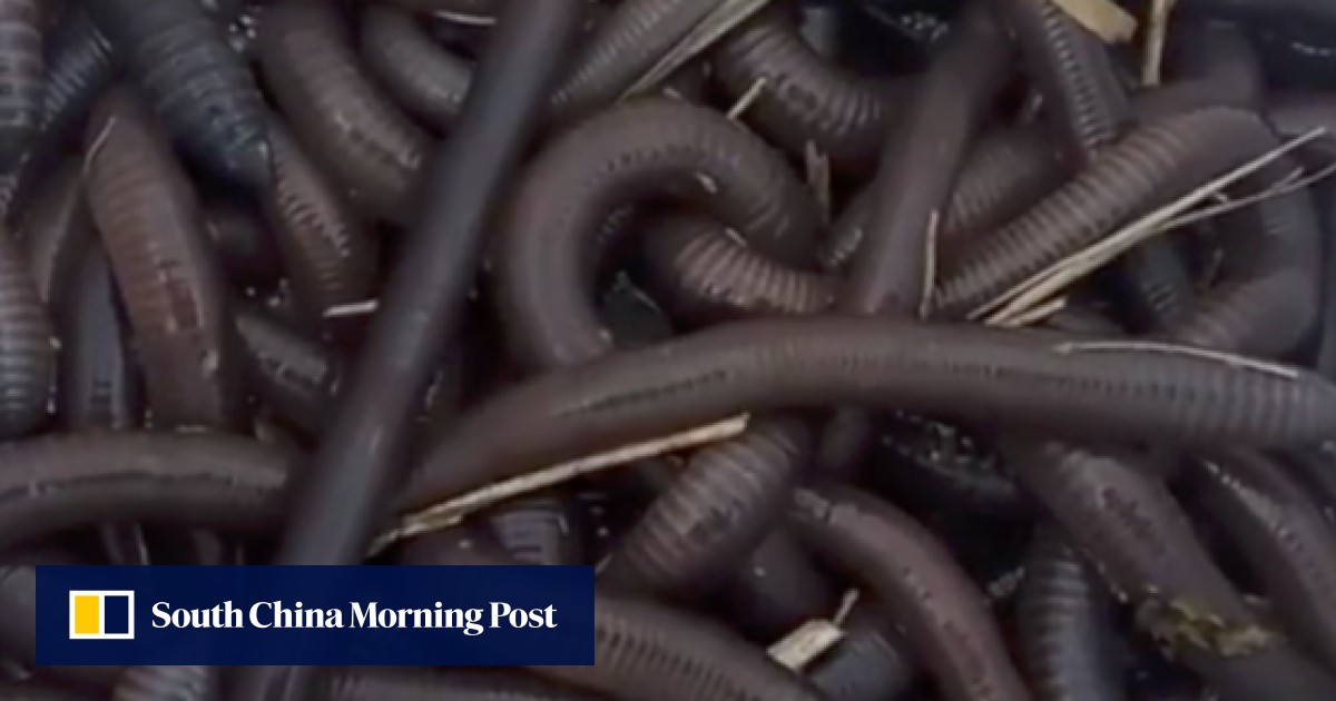 China’s taste for worms is killing the soil | South China Morning Post