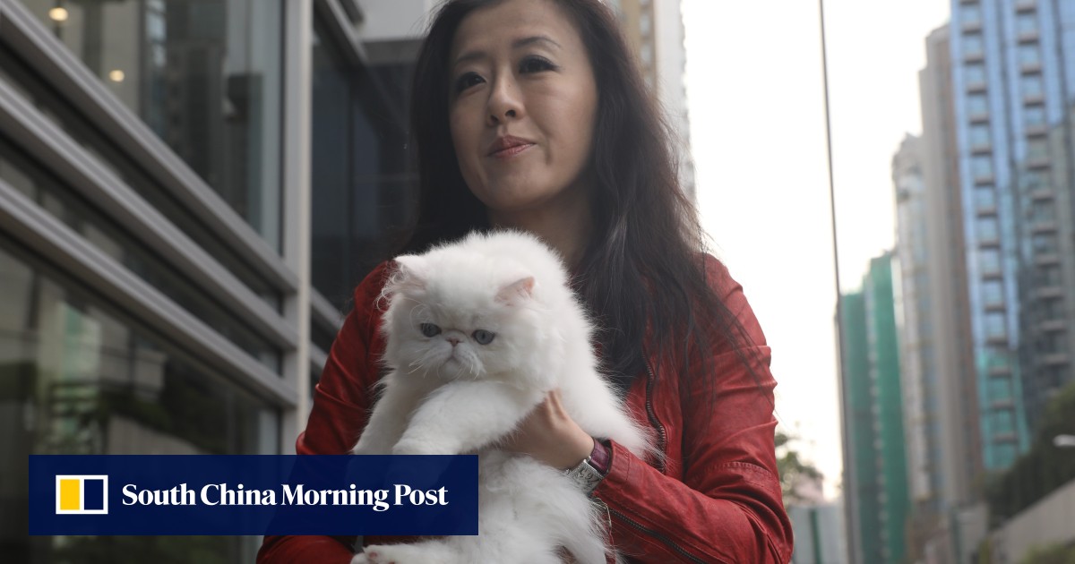 Taiwanese cat breeder who says her Persian kittens were stolen and ...