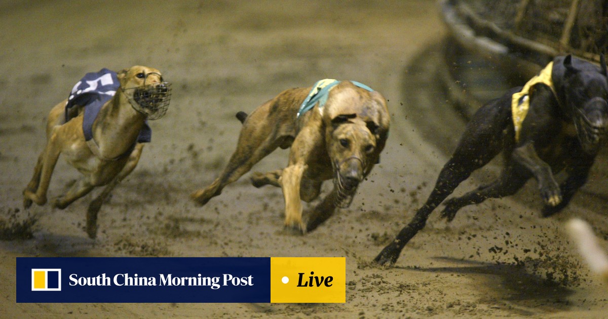 greyhound dog attack