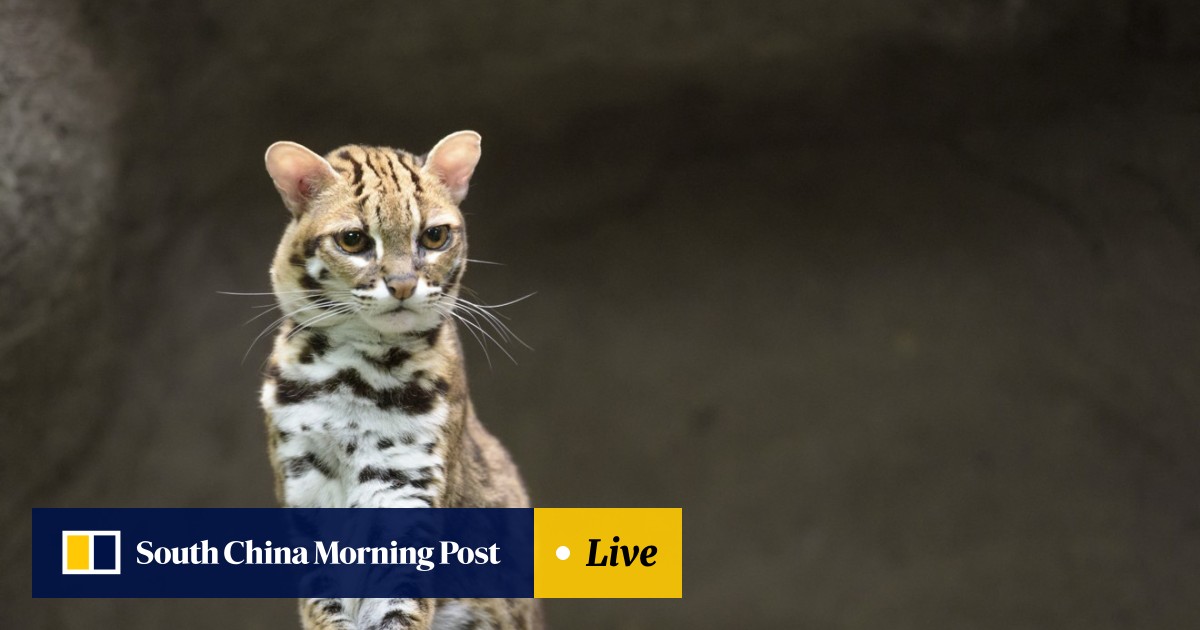 formosan clouded leopard extinction date