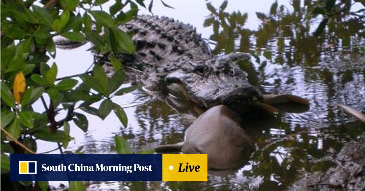 do sharks or alligators attack more