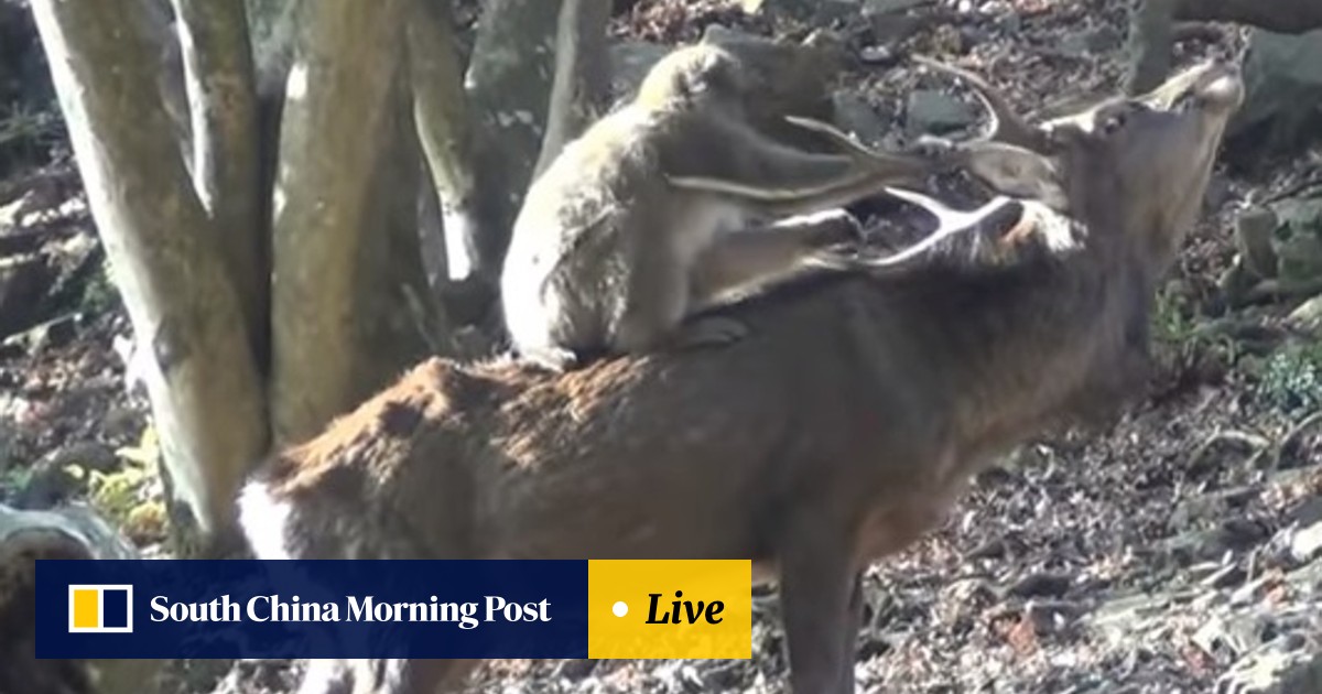 monkeys mating with deer