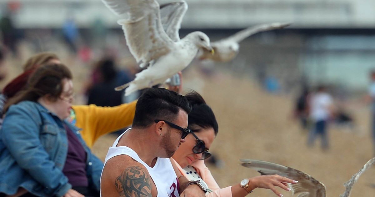 seagull attack brighton