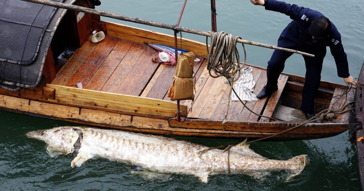 Chinese Giant Paddlefish
