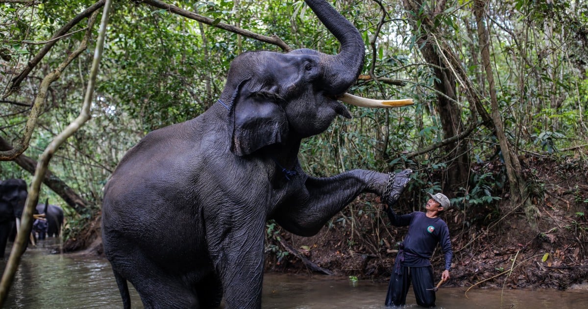 Sumatran Elephant With People
