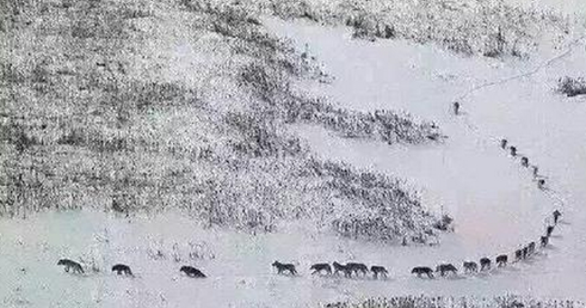 alpha wolf pack leader