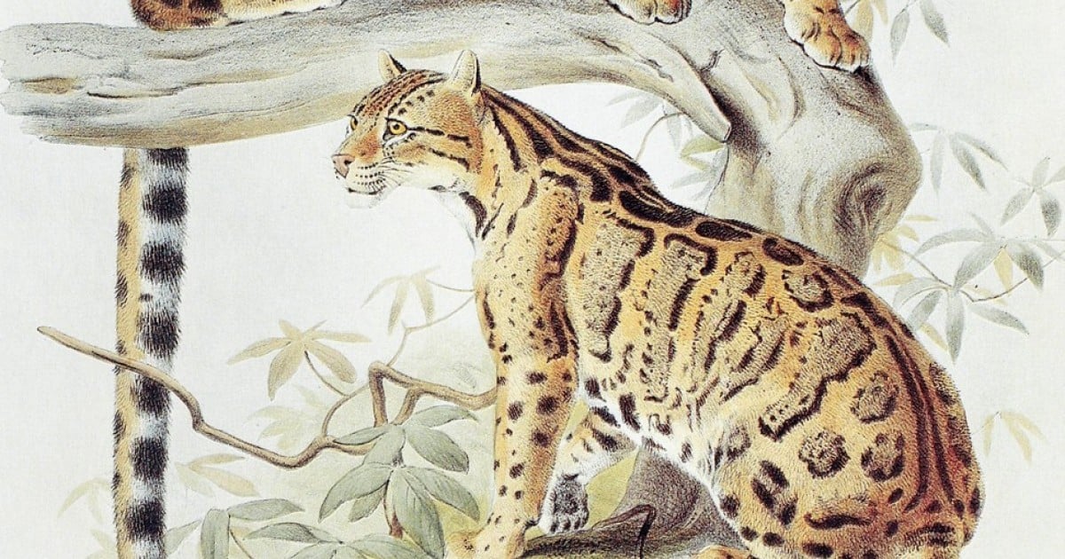 formosan clouded leopard extinct