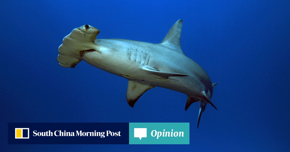 Opinion: It's hammer time: video of hammerhead sharks, manta rays and ...