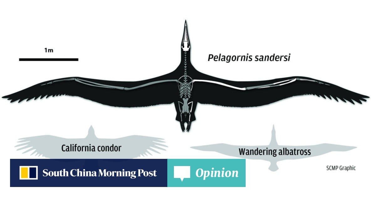 largest bird wingspan