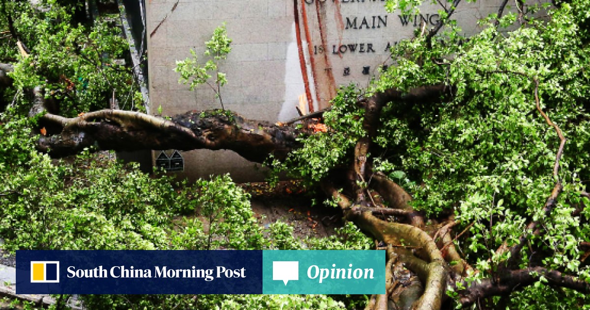 Just Saying | Hong Kong’s giant trees can be deadly, but we keep ...