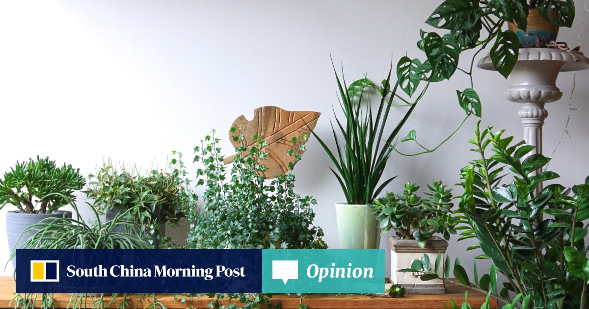 Opinion | Plants are not just for the pandemic, the Chinese have ...