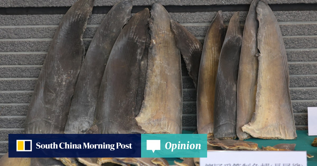 Opinion | Hong Kong may be losing its taste for shark fin but illegal ...