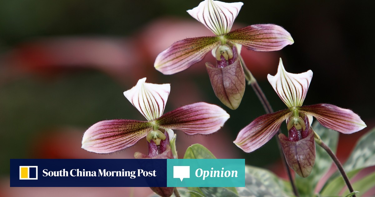 Opinion | How an orchid-loving amateur botanist, a New Zealand Chinese ...