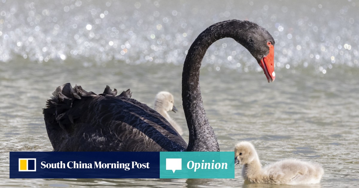 Opinion | How the black swan metaphor evolved, and why it shouldn’t be ...