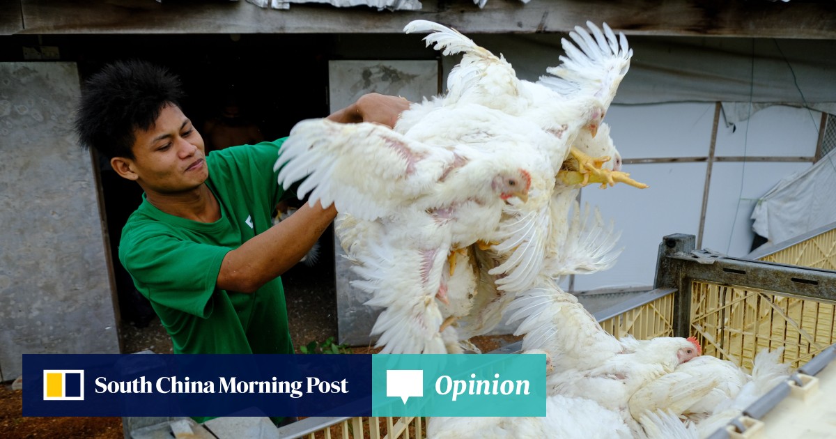 Opinion | Chicken, the ‘fowl of five virtues’ in Chinese lore, and why ...